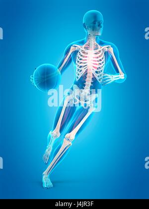 Anatomy of a basketball player, illustration Stock Photo - Alamy