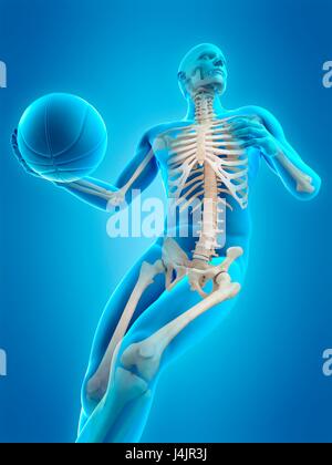 Skeletal structure of a basketball player, illustration Stock Photo - Alamy