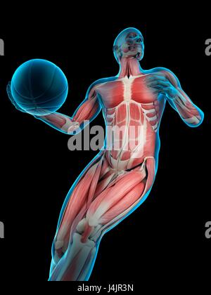 Muscular structure of a basketball player, illustration Stock Photo - Alamy