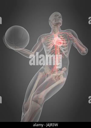 Anatomy of a basketball player, illustration Stock Photo - Alamy