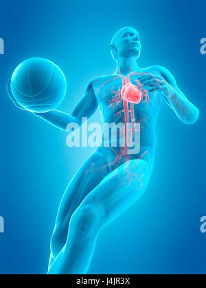 Anatomy of a basketball player, illustration Stock Photo - Alamy