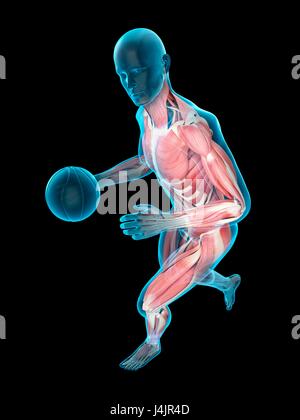 Muscular structure of a basketball player, illustration Stock Photo - Alamy