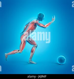 Muscular structure of a bowling player, illustration Stock Photo - Alamy