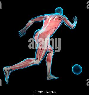 Muscular structure of a bowling player, illustration Stock Photo - Alamy