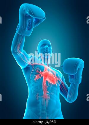 Anatomy of boxing sport, illustration. Human skeleton in a boxing ...