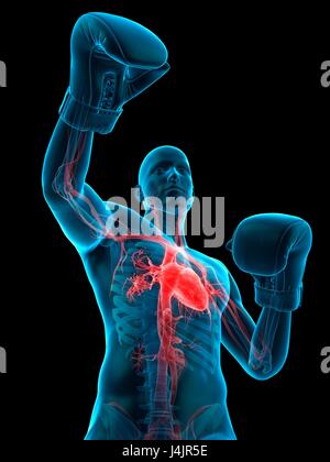 Anatomy of boxing sport, illustration. Human skeleton in a boxing ...