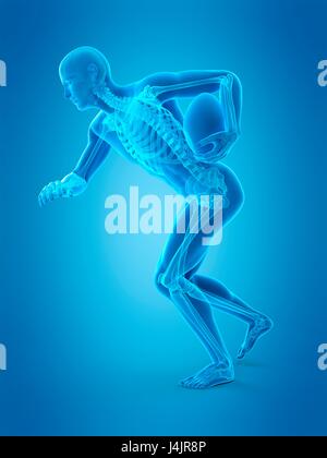 Skeletal structure of rugby player, illustration Stock Photo - Alamy