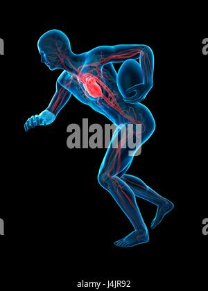 Anatomy of rugby player, illustration Stock Photo - Alamy