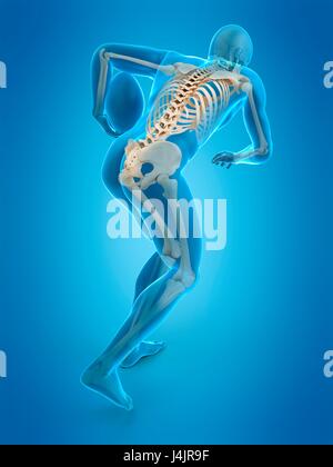 Skeletal structure of rugby player, illustration Stock Photo - Alamy