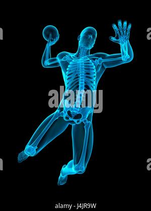 Skeletal structure of handball player, illustration Stock Photo - Alamy