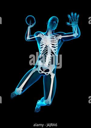 Skeletal structure of handball player, illustration Stock Photo - Alamy