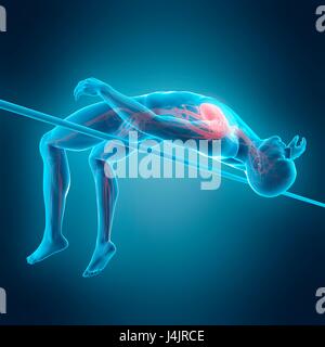 Anatomy of person high jumping, illustration Stock Photo - Alamy