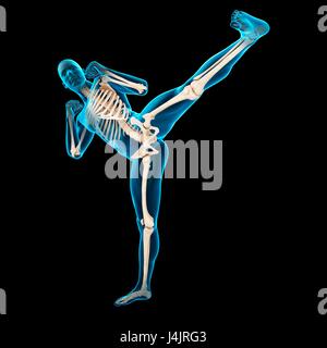 Skeletal structure of person doing high kick, illustration Stock Photo ...