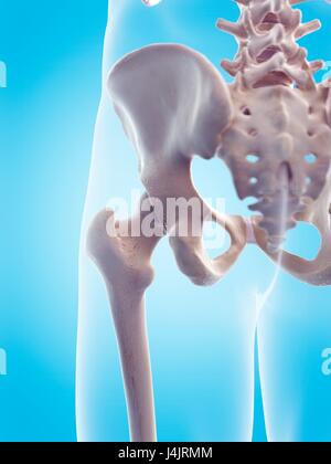 Human hips, illustration Stock Photo - Alamy
