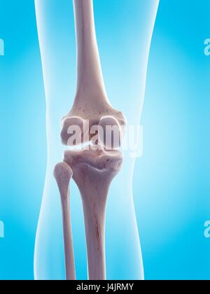 Human knee joint, illustration Stock Photo - Alamy