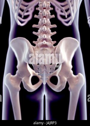 Human sacrum, illustration Stock Photo - Alamy