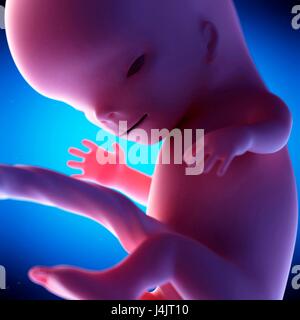 Human fetus at week 11, illustration Stock Photo - Alamy