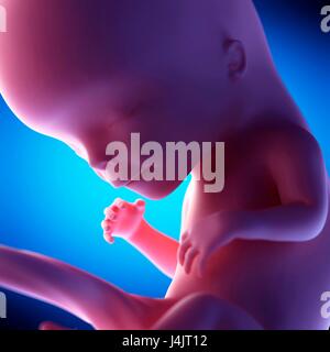 Human fetus at week 12, illustration Stock Photo - Alamy