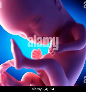 Human fetus at week 14, illustration Stock Photo - Alamy