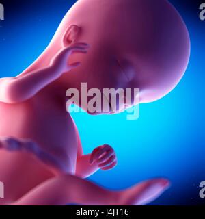 Human fetus at week 16, illustration Stock Photo - Alamy