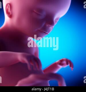 Human fetus at week 20, illustration Stock Photo - Alamy