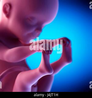 Human fetus at week 25, illustration Stock Photo - Alamy