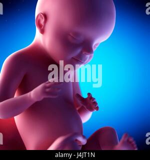 Human fetus at week 28, illustration Stock Photo - Alamy