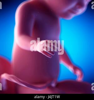 Human fetus at week 7, illustration Stock Photo - Alamy