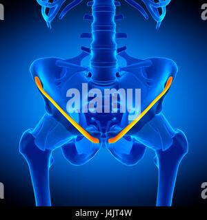 Illustration of the inguinal ligament Stock Photo - Alamy