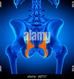 Medical Illustration of Sacrotuberous Ligament Stock Photo - Alamy