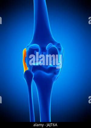 Illustration of the fibular collateral ligament Stock Photo - Alamy