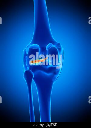 Lateral meniscus, illustration Stock Photo - Alamy