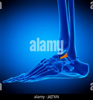 Illustration of the posterior talofibular ligament Stock Photo - Alamy