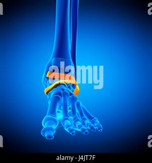 Human foot ligament (inferior extensor retinaculum) computer artwork ...