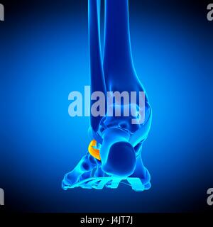 Human foot ligament (inferior extensor retinaculum) computer artwork ...