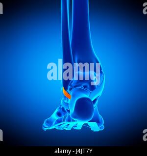 Illustration of the superior peroneal retinaculum Stock Photo - Alamy