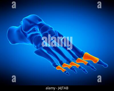 Proximal Phalanges foot bones Anatomy 3D Rendering For Medical Concept ...