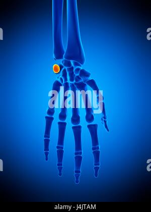 Human Skeleton Pisiform bone Anatomy 3D Illustration Stock Photo - Alamy