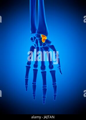 Human skeleton scaphoid bone anatomy 3D illustration Stock Photo - Alamy