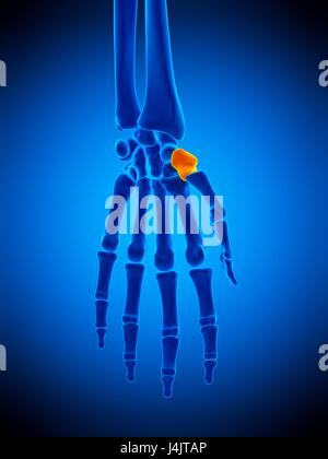 Human Skeleton Trapezium bone Anatomy 3D Illustration Stock Photo - Alamy