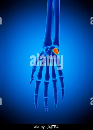 Triquetrum bone, illustration Stock Photo - Alamy