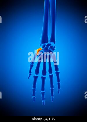 Human skeleton trapezium bone anatomy 3D illustration Stock Photo - Alamy