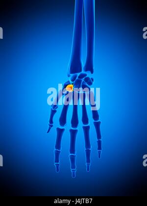 Human Skeleton Trapezoid bone Anatomy 3D Illustration Stock Photo - Alamy