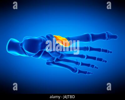 Medial cuneiform bone, illustration Stock Photo - Alamy