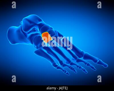 Lateral cuneiform bone, illustration Stock Photo - Alamy