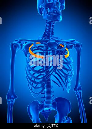 Third bone of Rib cage Anatomy for medical concept 3D Illustration ...