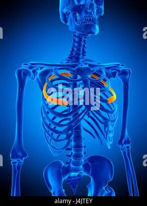 Fourth bone of Rib cage Anatomy for medical concept 3D Illustration ...