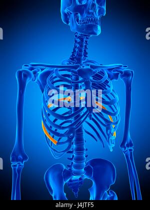 Eighth bone of Rib cage Anatomy for medical concept 3D Illustration ...