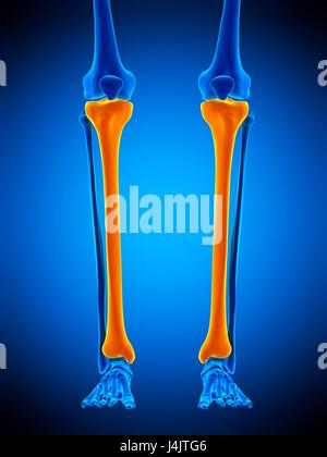 Tibia or shin bone in red color with body 3D rendering illustration ...
