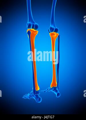 Tibia or shin bone in red color with body 3D rendering illustration ...